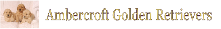 Ambercroft Golden Retrievers – Golden Retrievers Ontario Canada