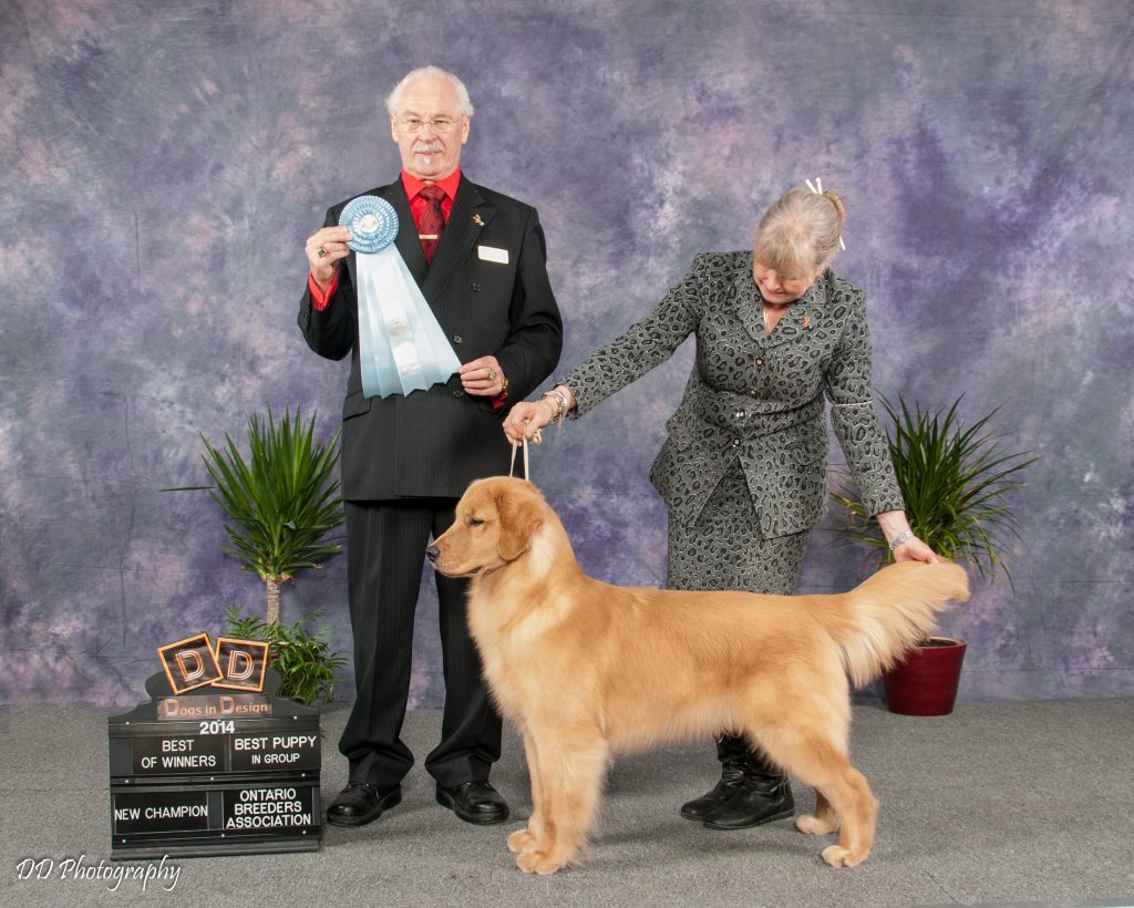 OHOH Ch. Dreamworks Whadudo This TIme – Ambercroft Golden Retrievers